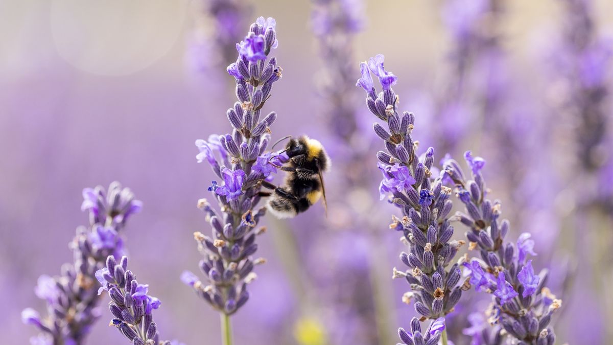 5 types of bees and what to plant to attract them | Homes and Gardens