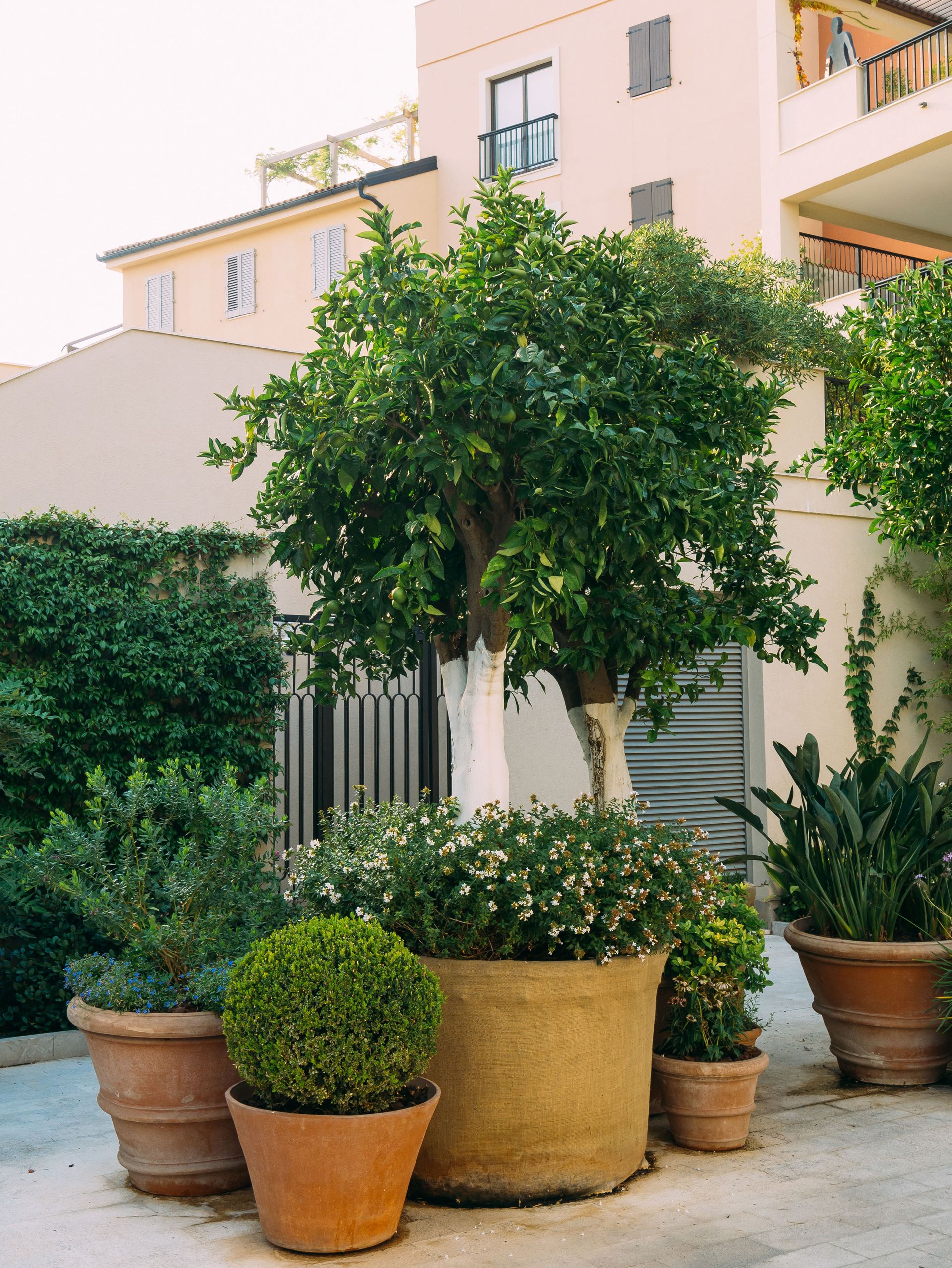 Best trees for small gardens – 8 varieties that thrive in a tiny space ...