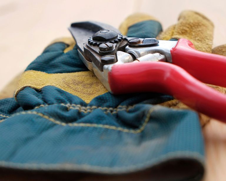 How to clean pruning shears: keep them in top condition | Gardeningetc