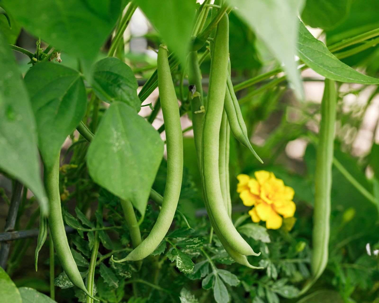 7 Vegetables To Plant In April For A Bumper Summer Harvest | Gardening ...