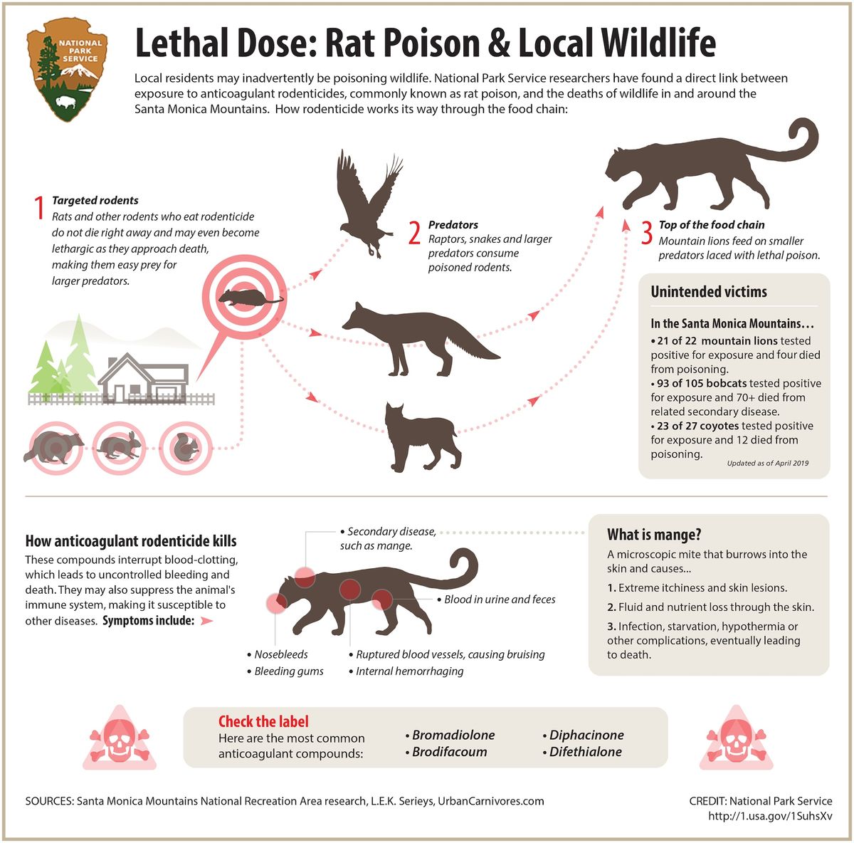 Rat poison is ripping through the food chain, threatening predators at ...