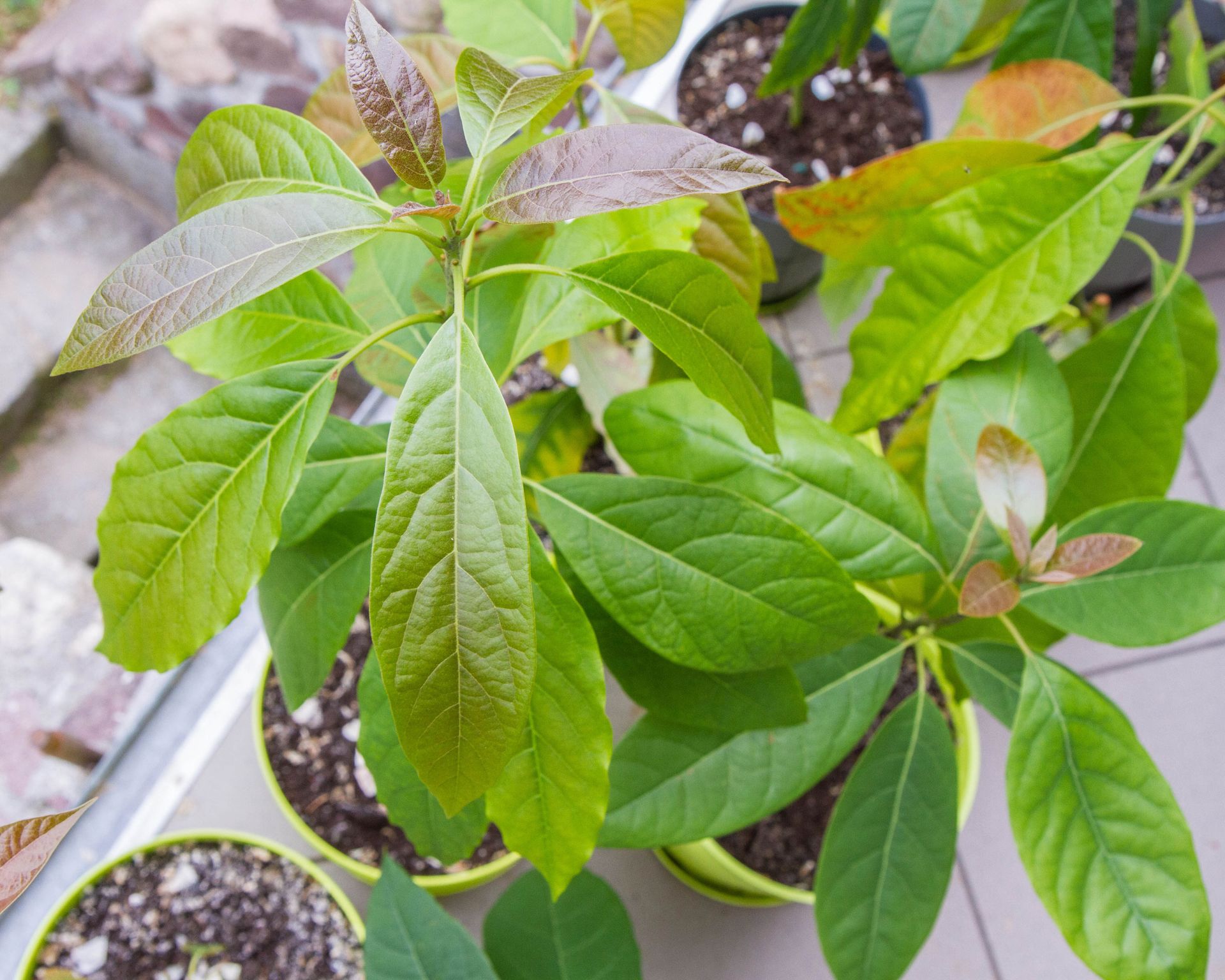 How to grow avocados: tips for growing indoors and out | Homes and Gardens