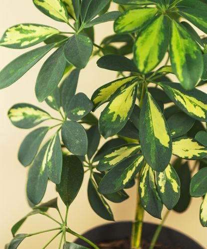 How to care for an umbrella plant: Expert advice | Homes and Gardens