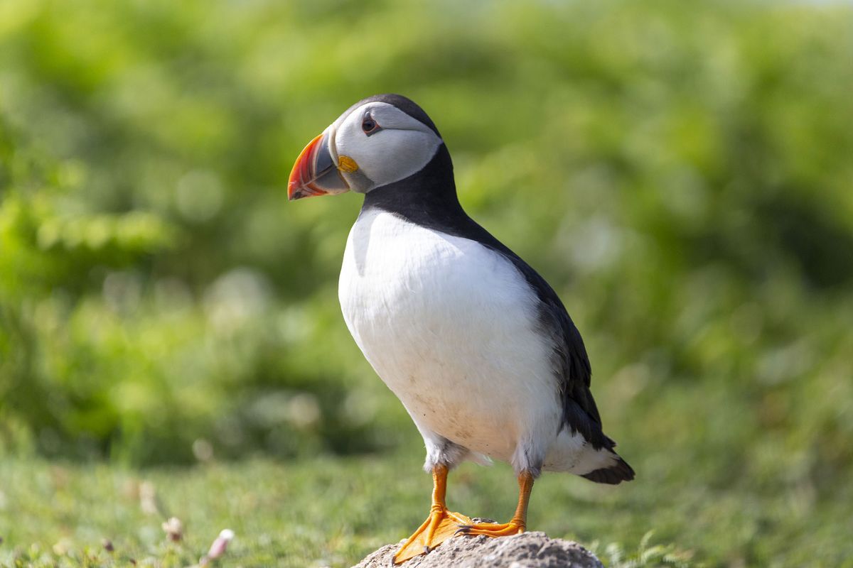 10 pro tips for puffin portraits: take amazing wildlife shots with your ...