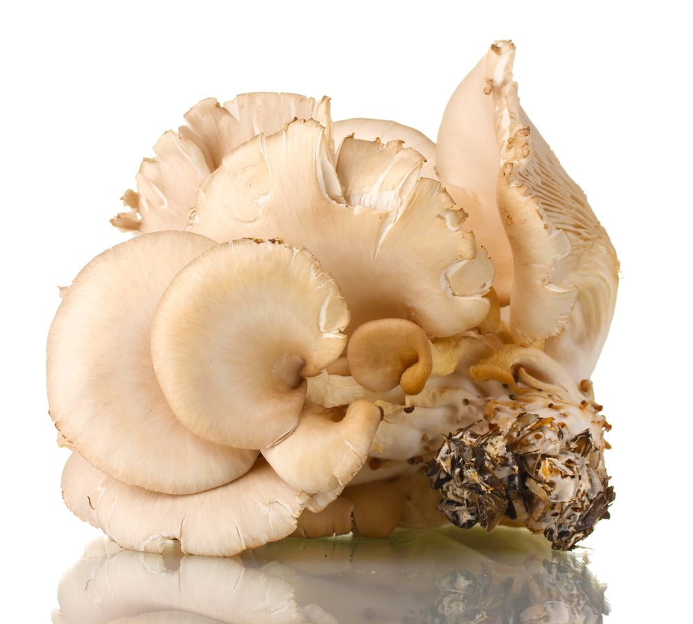 6 (Or So) Ways Fungi Can Help Humanity | Live Science
