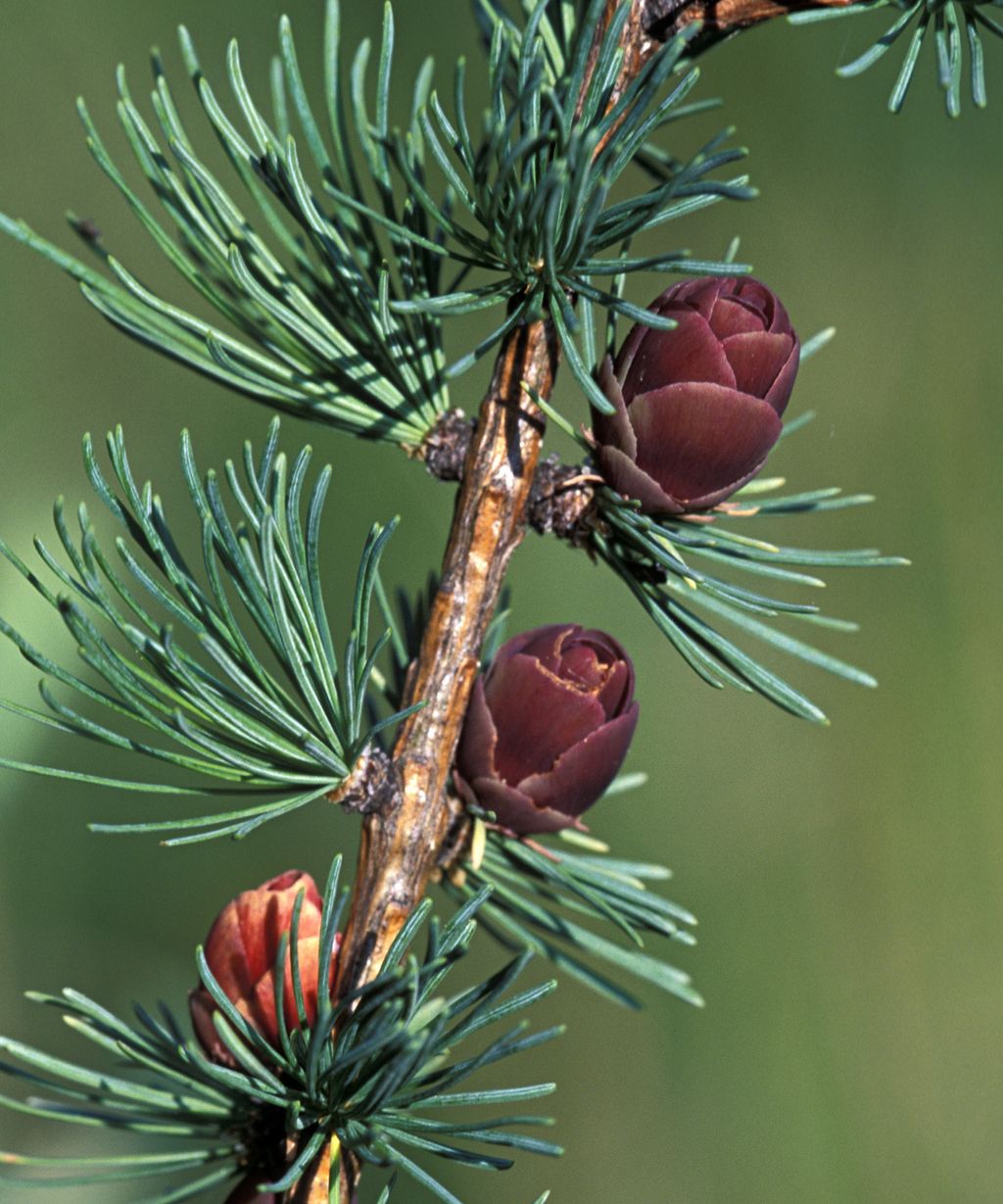 How to grow a tamarack tree: expert advice for colorful conifers ...