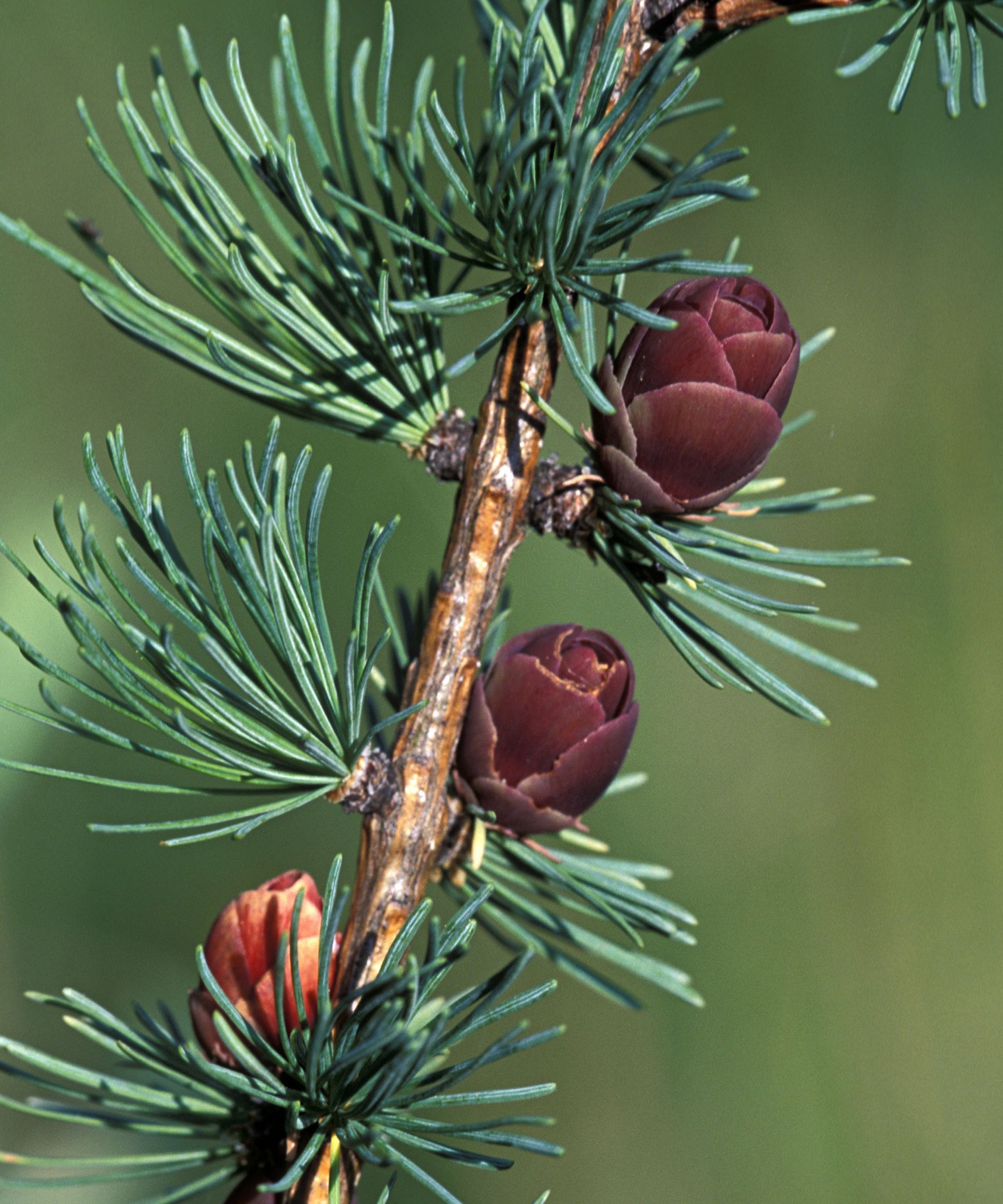 How to grow a tamarack tree: expert advice for colorful conifers ...