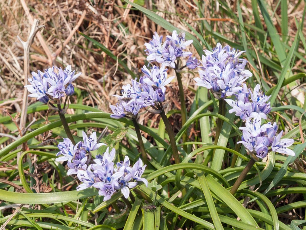 What Is Spring Squill – Tips For Planting Spring Squill Bulbs ...