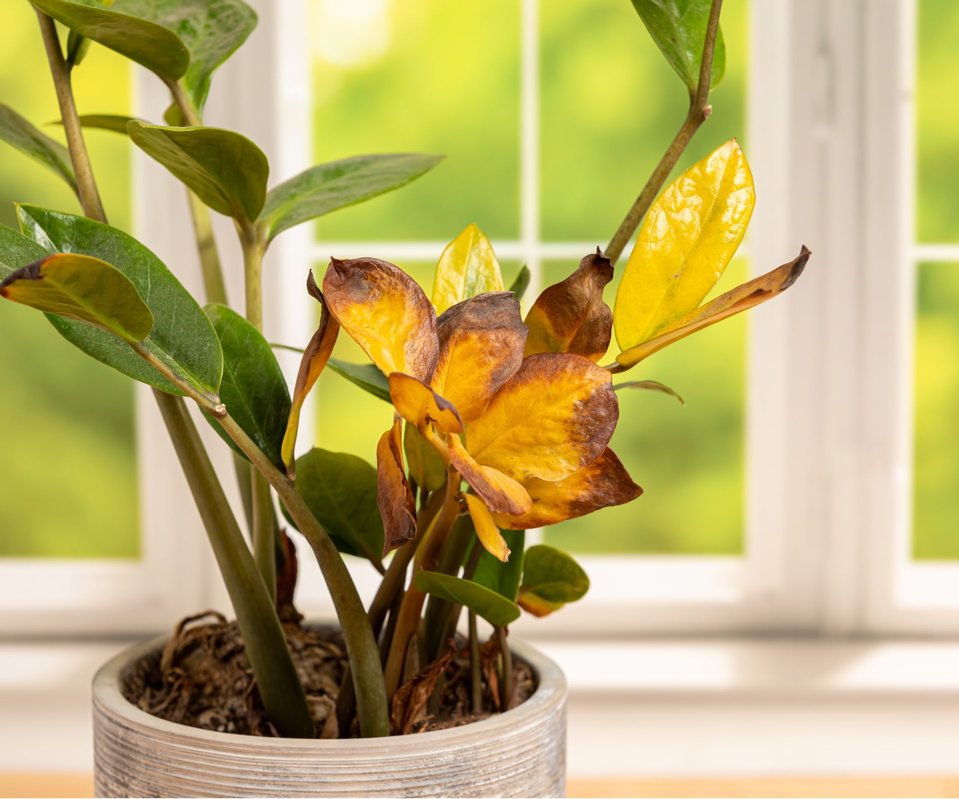 What is leaf scorch and how to avoid it: Experts share tips | Homes and ...
