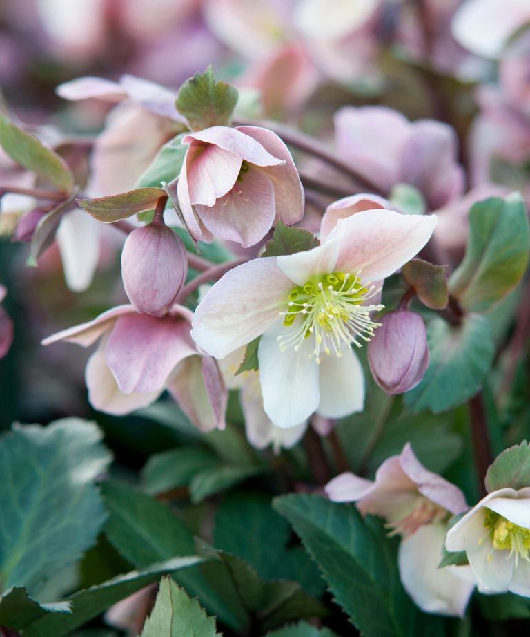 Hellebore varieties: 10 stunning types to grow | Homes and Gardens