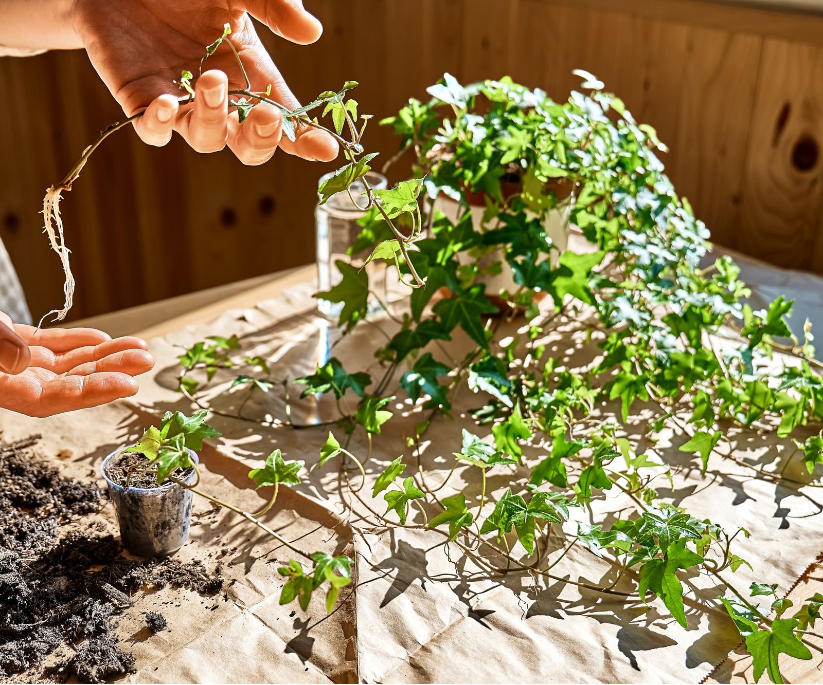 How to propagate ivy in water: for more trailing plants | Homes and Gardens