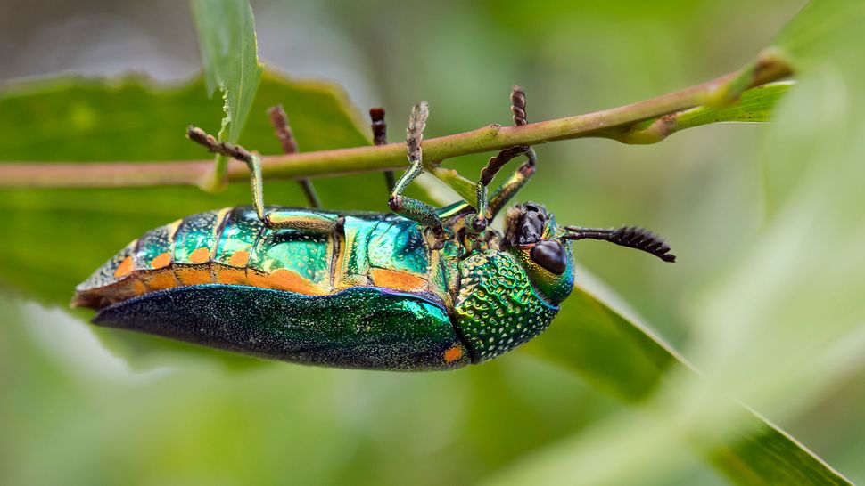 Why are animals so colorful? | Live Science