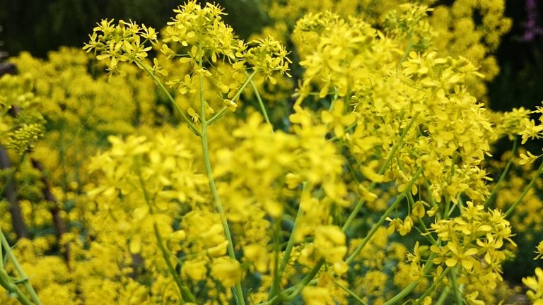 What Are Some Uses For Woad - Can You Use Woad For More Than Dyeing ...
