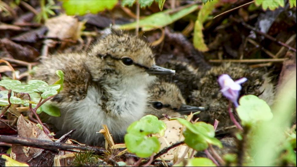 Springwatch 2025: release date, hosts, interviews and all we know ...