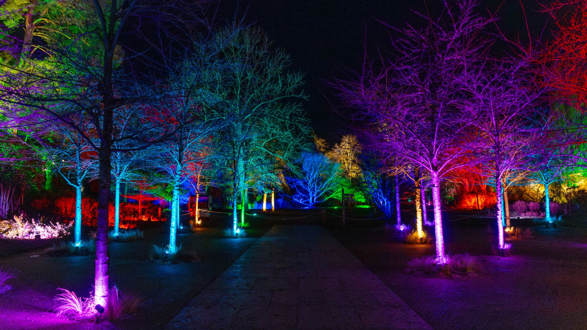 How to Uplight Trees for the Holidays & Add Drama Year-Round ...