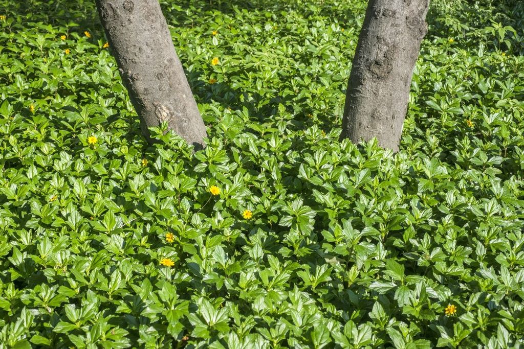 Growing Wedelia Groundcover: What Are Wedelia Plant Uses In The Garden ...