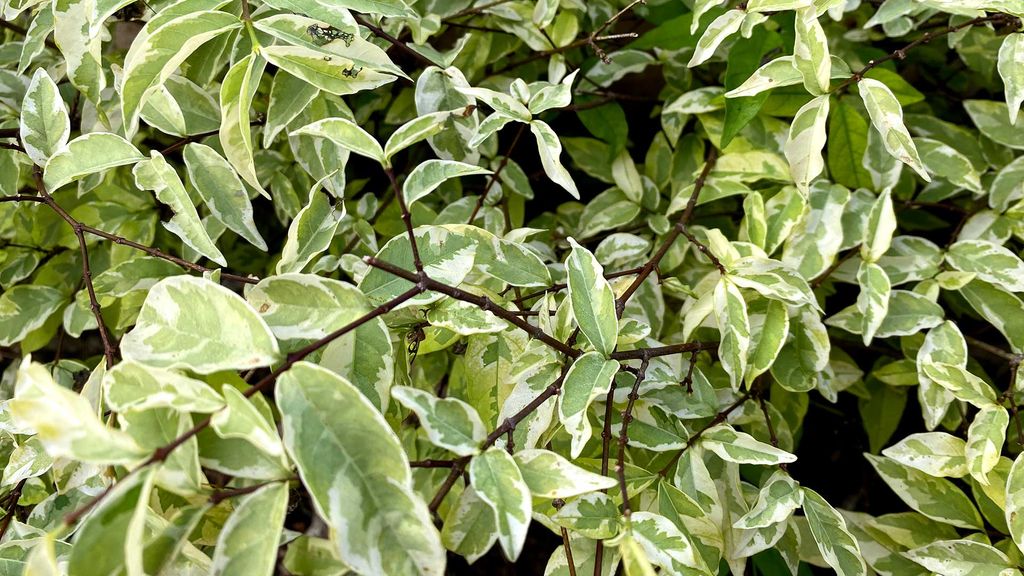 8 of the best plants for privacy: for botanical screening | Woman & Home