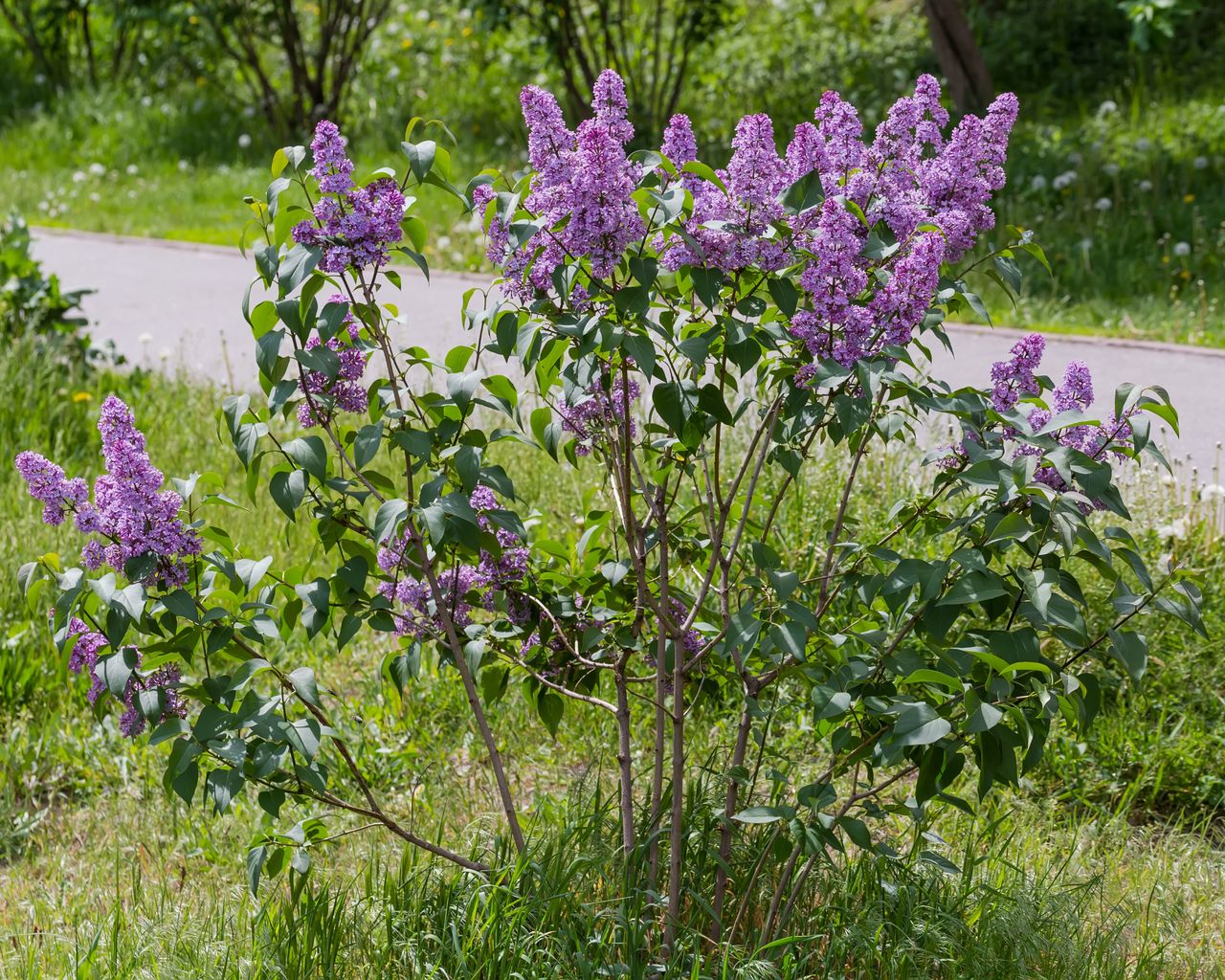 How To Propagate Lilacs: Easiest & Most Effective Methods | Gardening ...