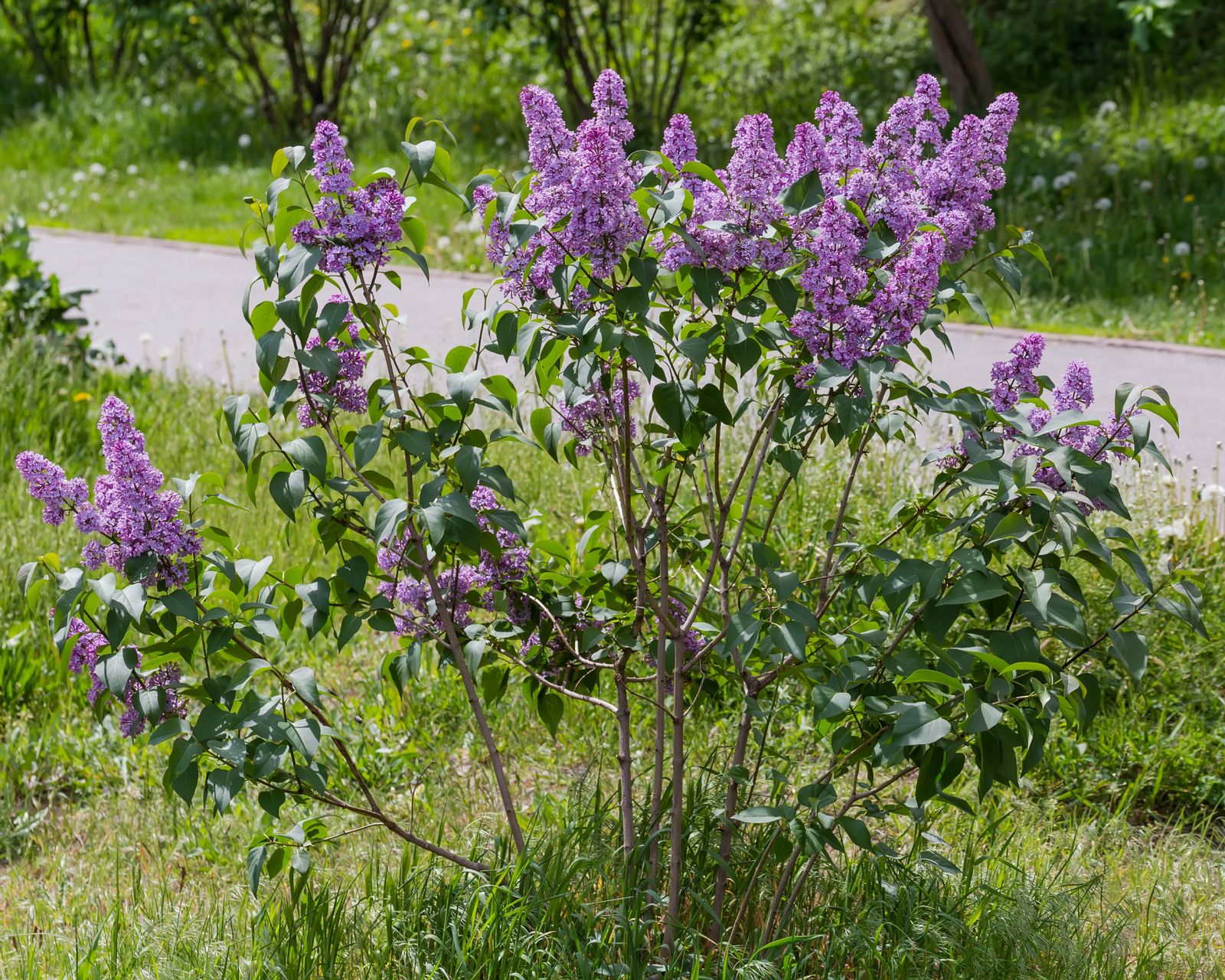 How To Propagate Lilacs: Easiest & Most Effective Methods | Gardening ...