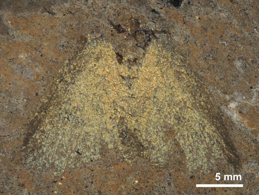 Intricate Wings Gallery: The Color of Ancient Moths | Live Science