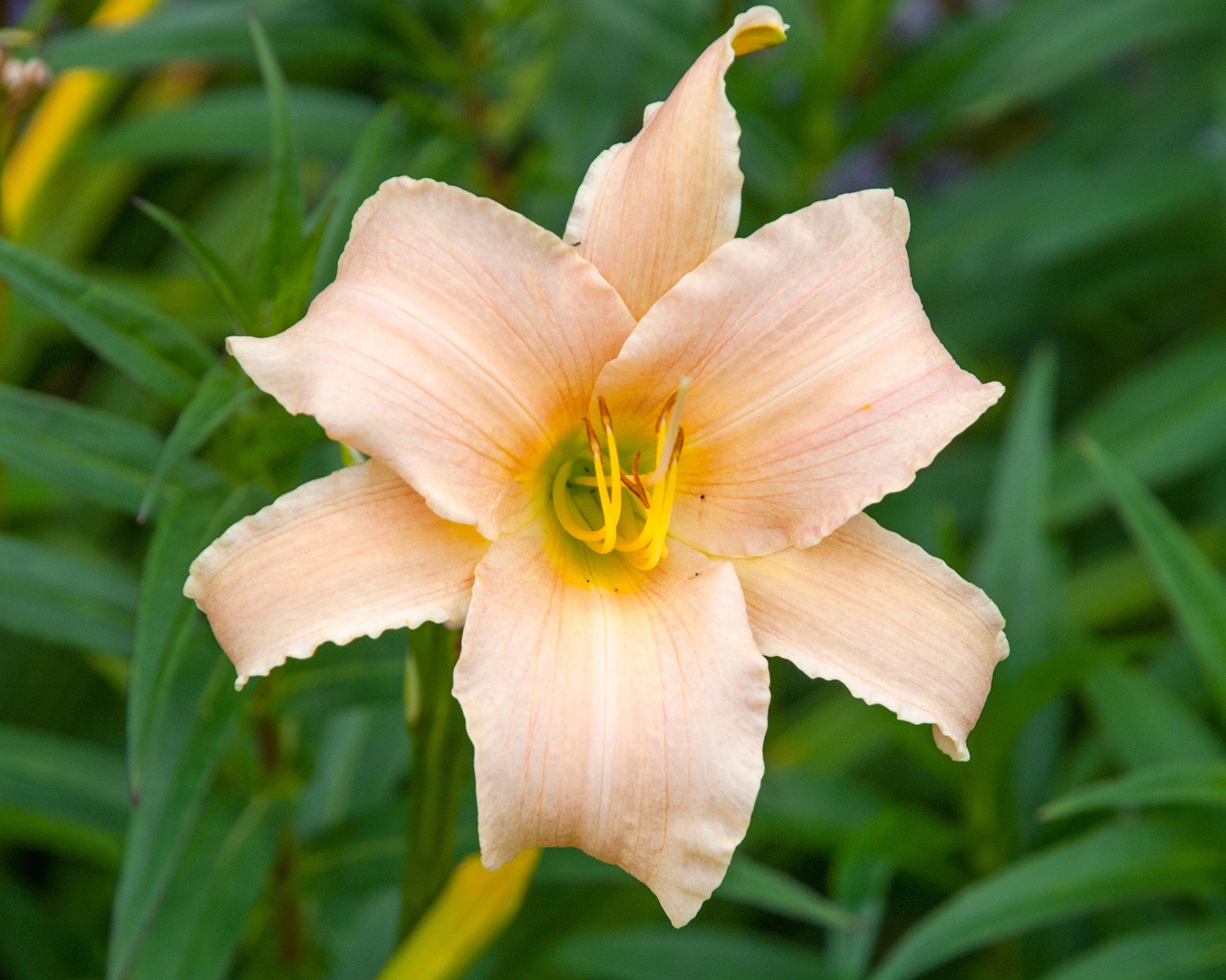 7 Peach Fuzz Flowers Inspired By Pantone’s Color Of The Year ...