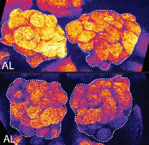 After a Good Night's Sleep Brain Cells Are Ready to Learn | Live Science