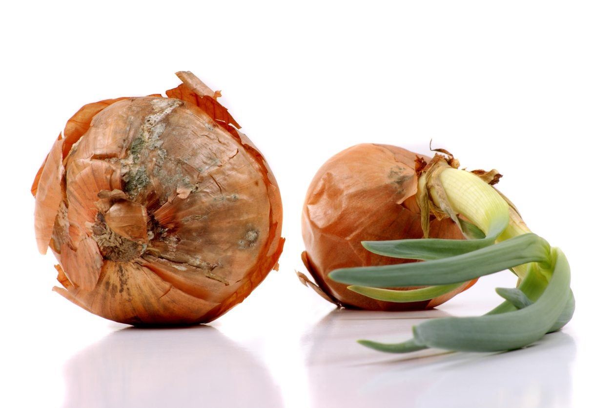 Onion Mushy Rot Disease: How To Treat An Onion With Mushy Rot ...
