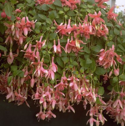 How to grow fuchsias: make them the centrepiece of your borders, pots ...