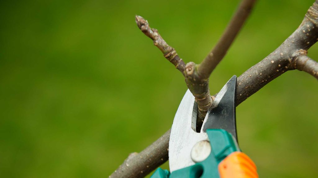 Plants to prune in January: 8 varieties, plus expert tips | Woman & Home