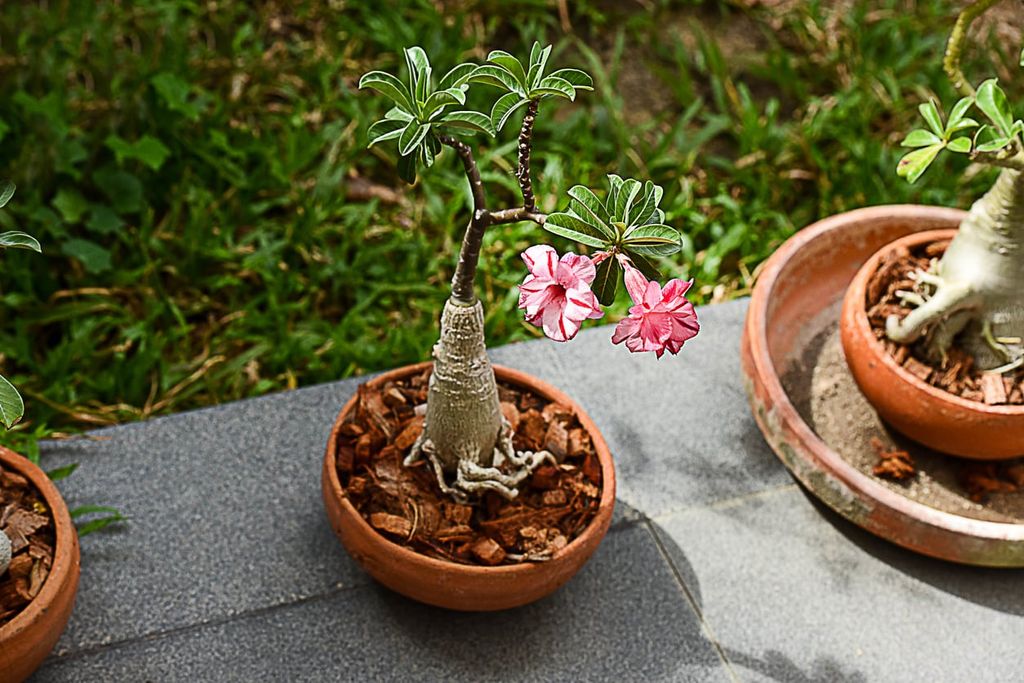 Trimming Desert Rose Plants: Learn About Desert Rose Pruning Techniques ...