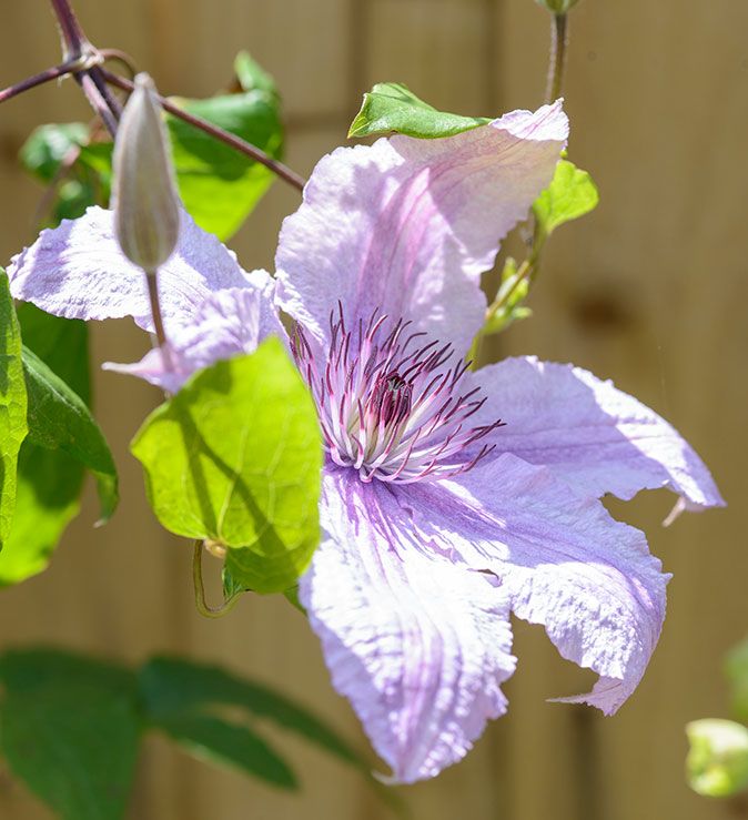 How to choose the perfect Clematis – and how to help it flourish ...