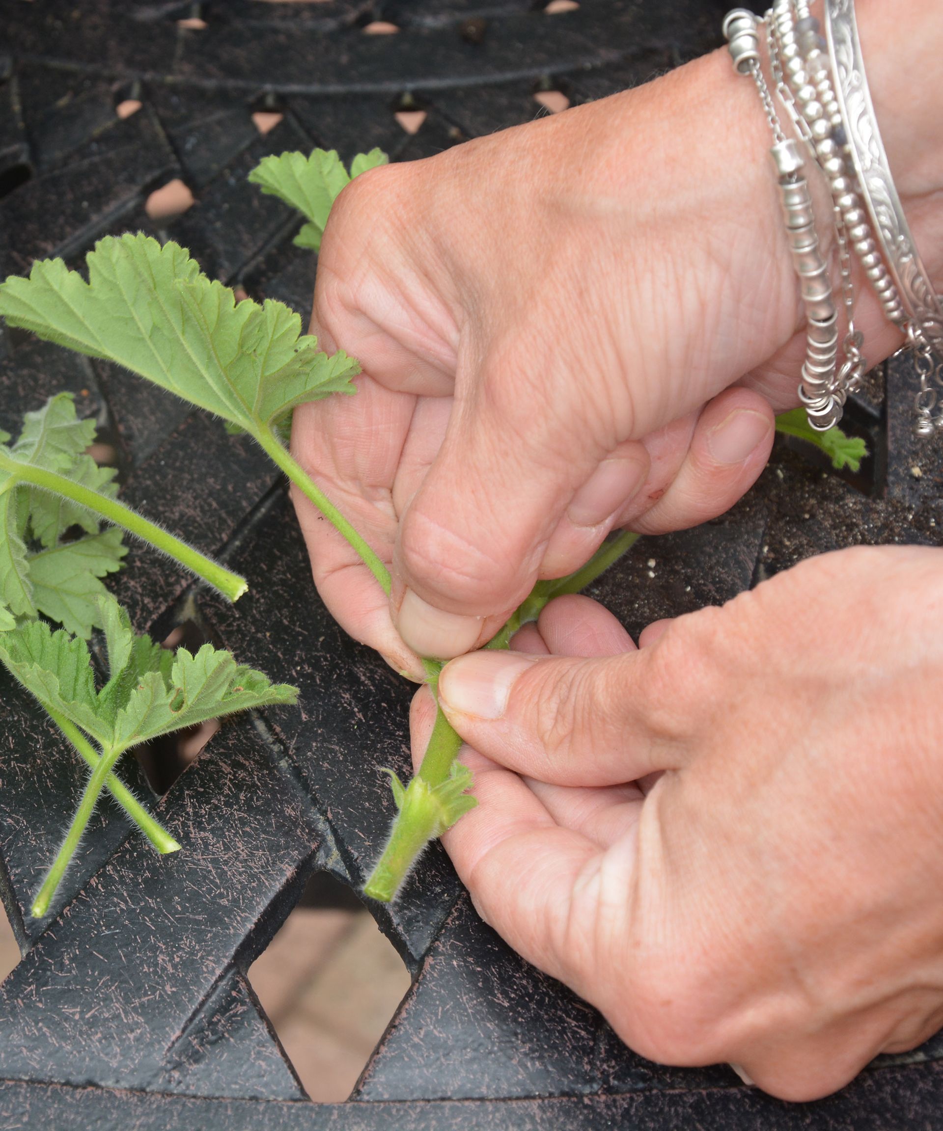 Pelargonium cuttings: how to propagate bedding geraniums | Homes and ...
