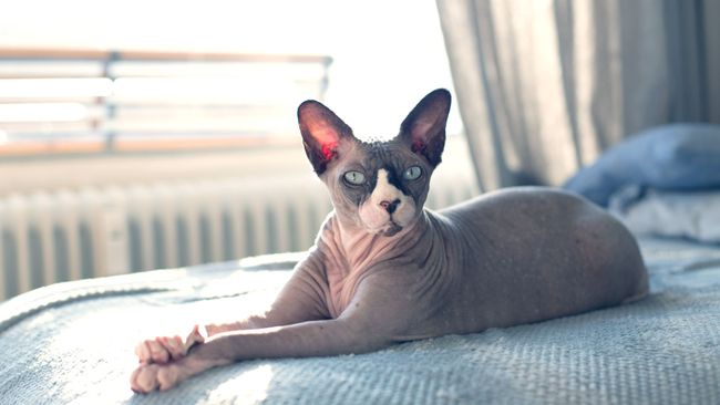 8 bald and beautiful hairless cat breeds | PetsRadar