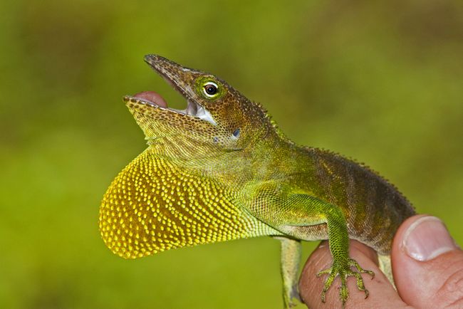 Caribbean Lizards Suggest Evolution More Predictable Than Thought ...