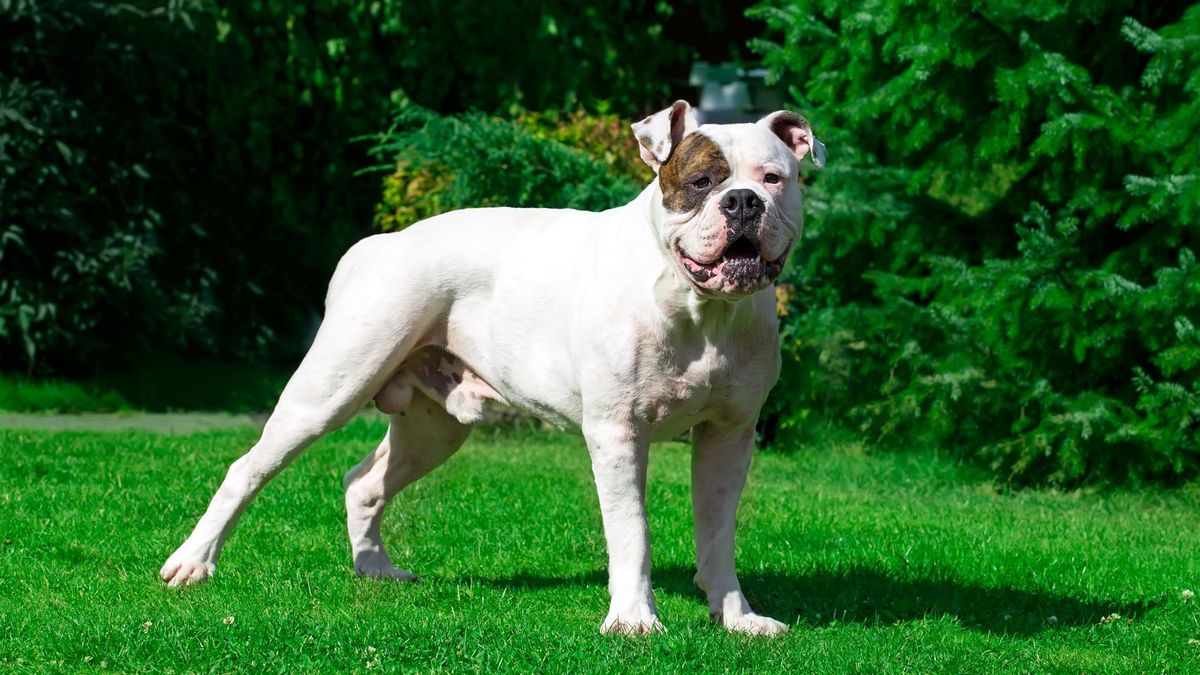 22 American dog breeds | PetsRadar