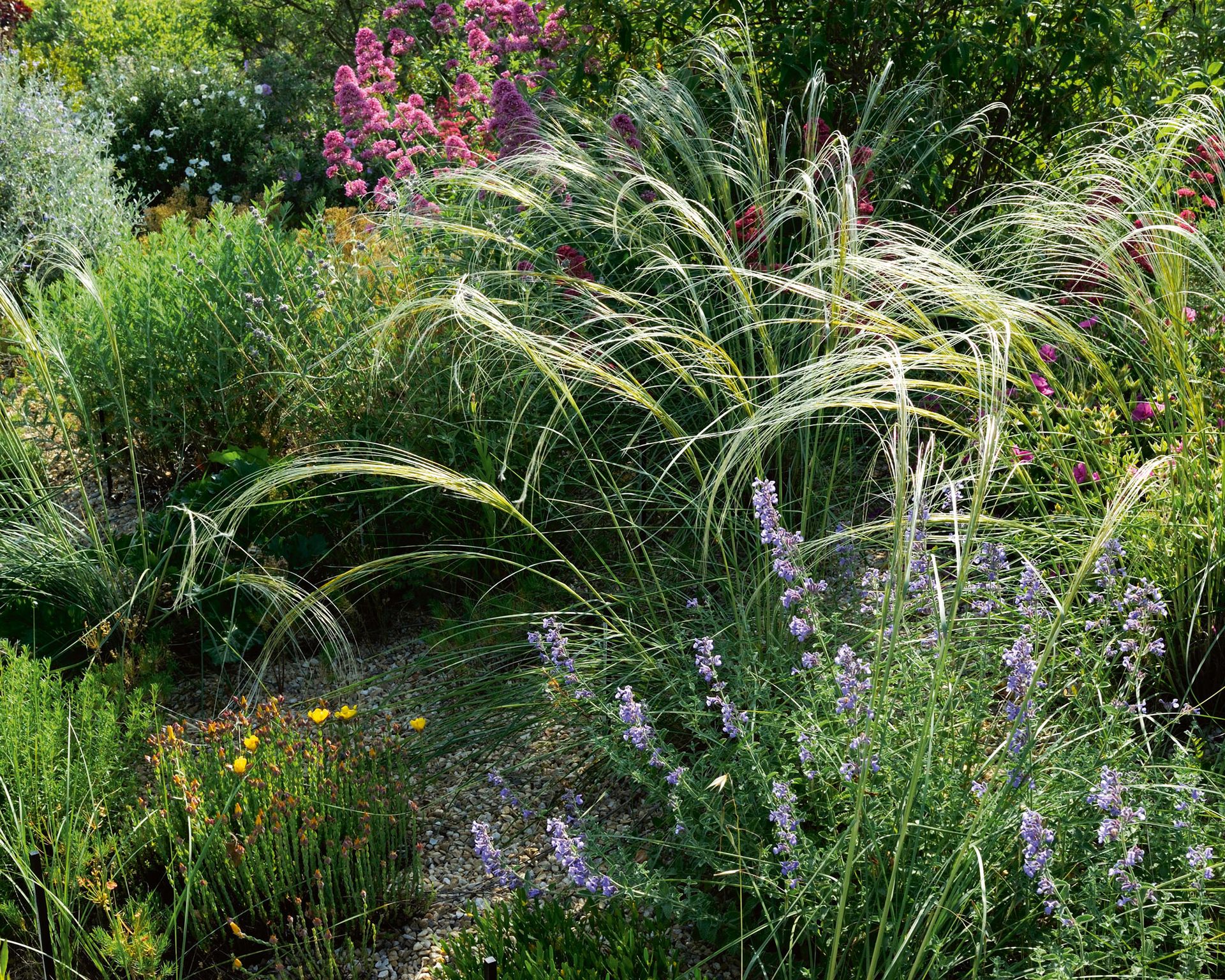 How to plan a dry garden: ideas for plants and landscaping | Homes and ...