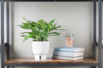 8 Blue Indoor Plants That Will Beautify Your Collection | Gardening ...