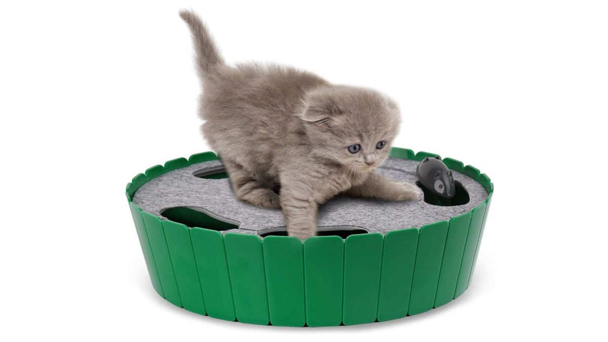 Best automated cat toys 2024 to keep your furry friend entertained ...