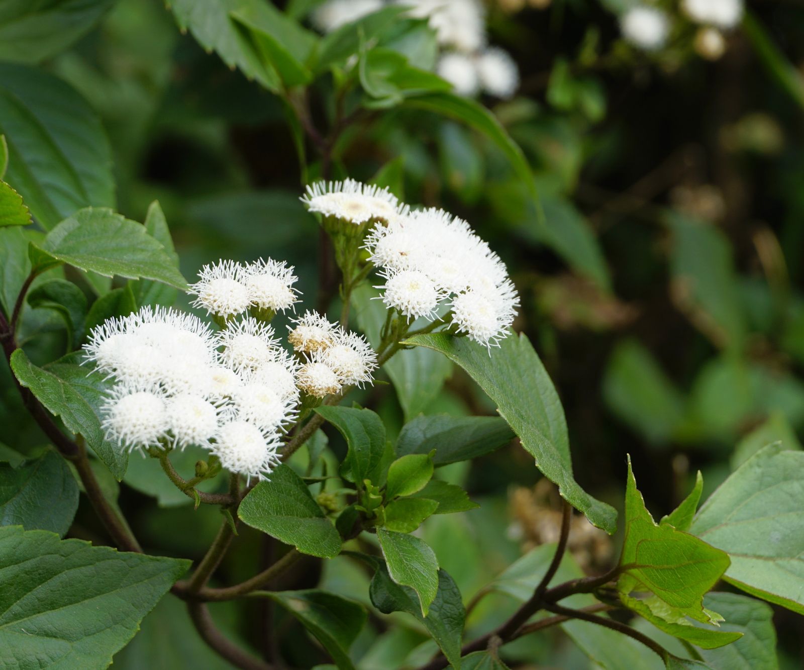 Best snake-repellent plants: 15 plants to keep snakes away | Homes and ...