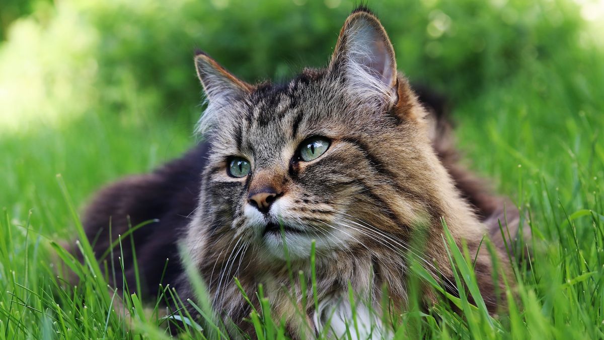 32 longest living cat breeds | PetsRadar