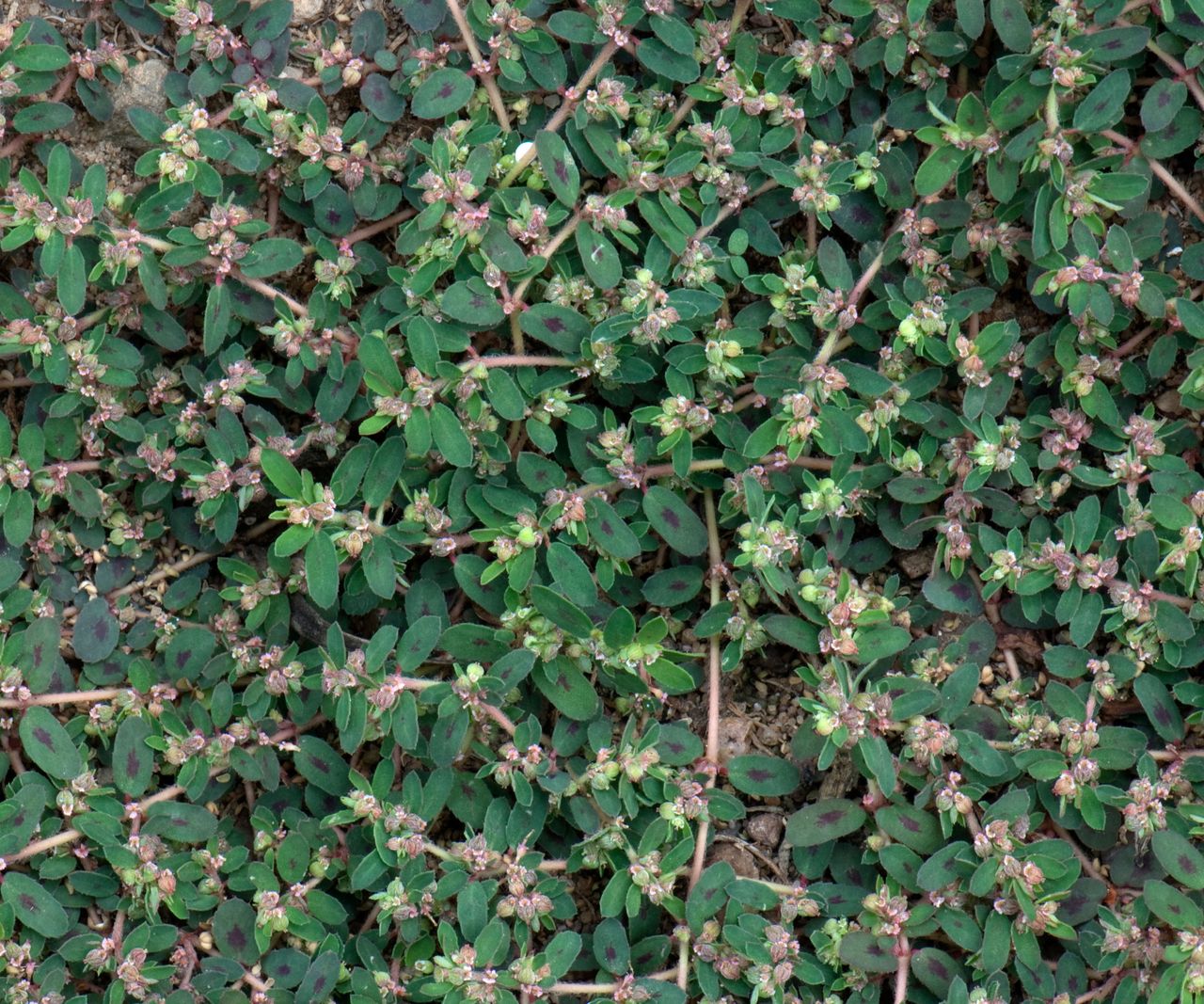 How to get rid of spurge on lawns - expert tips for removal | Homes and ...