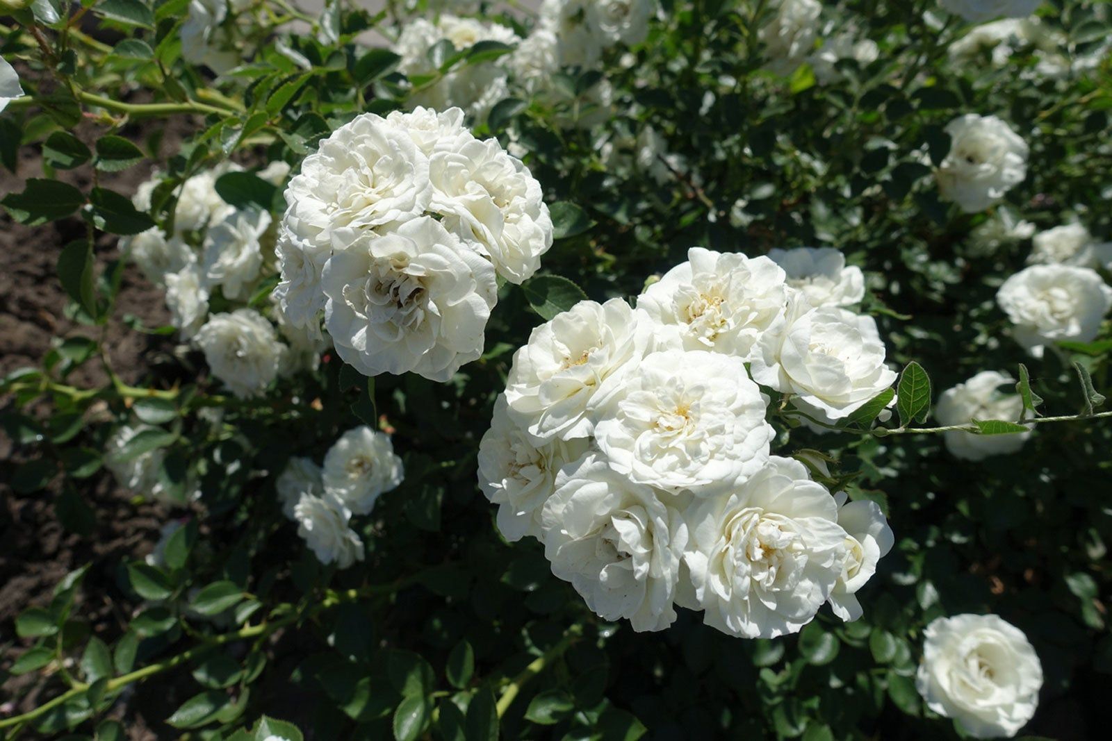 White Rose Cultivars – Learn About Different Types Of White Rose ...