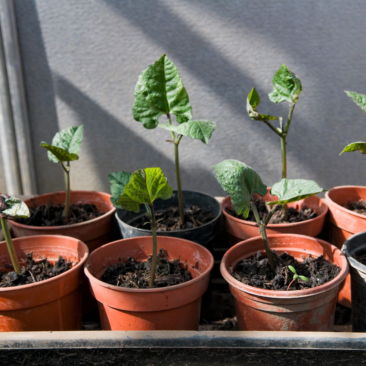 How to grow runner beans in pots for a bountiful crop | Ideal Home
