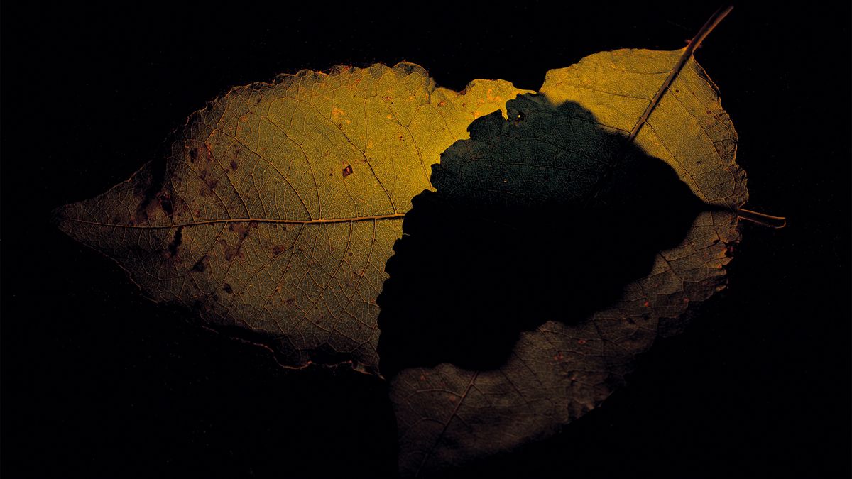 Create botanical photo art with microscopic insights | Digital Camera World