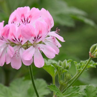 Best perennials: 10 great-value plants for your garden | Homes and Gardens
