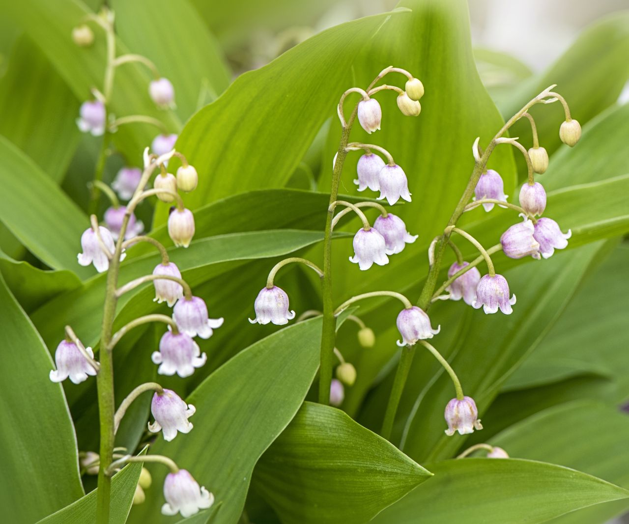 How to grow lily of the valley: expert gardeners advise | Homes and Gardens