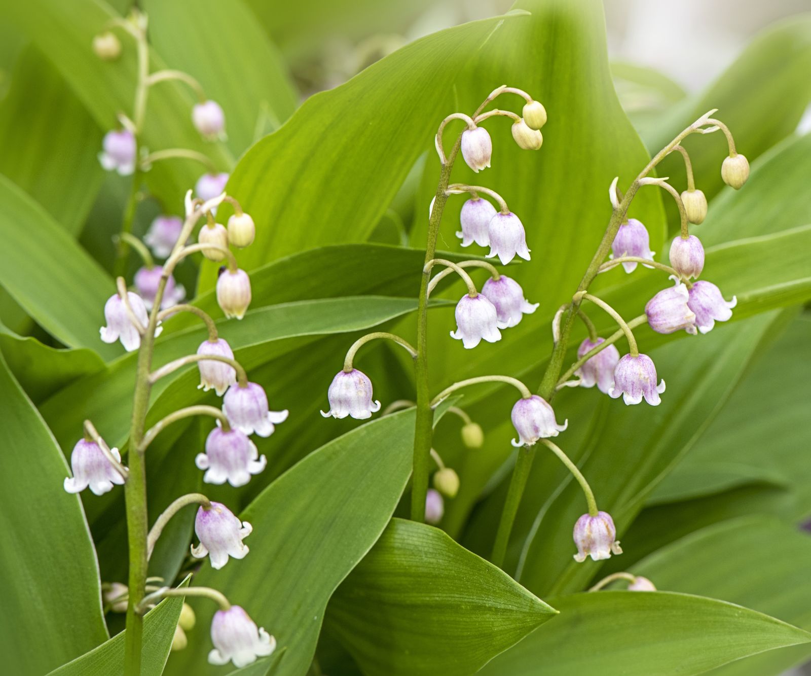 What is a memory garden? 5 ways to remember loved ones | Homes and Gardens