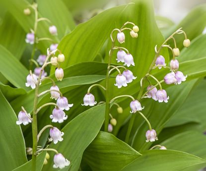 What is a memory garden? 5 ways to remember loved ones | Homes and Gardens