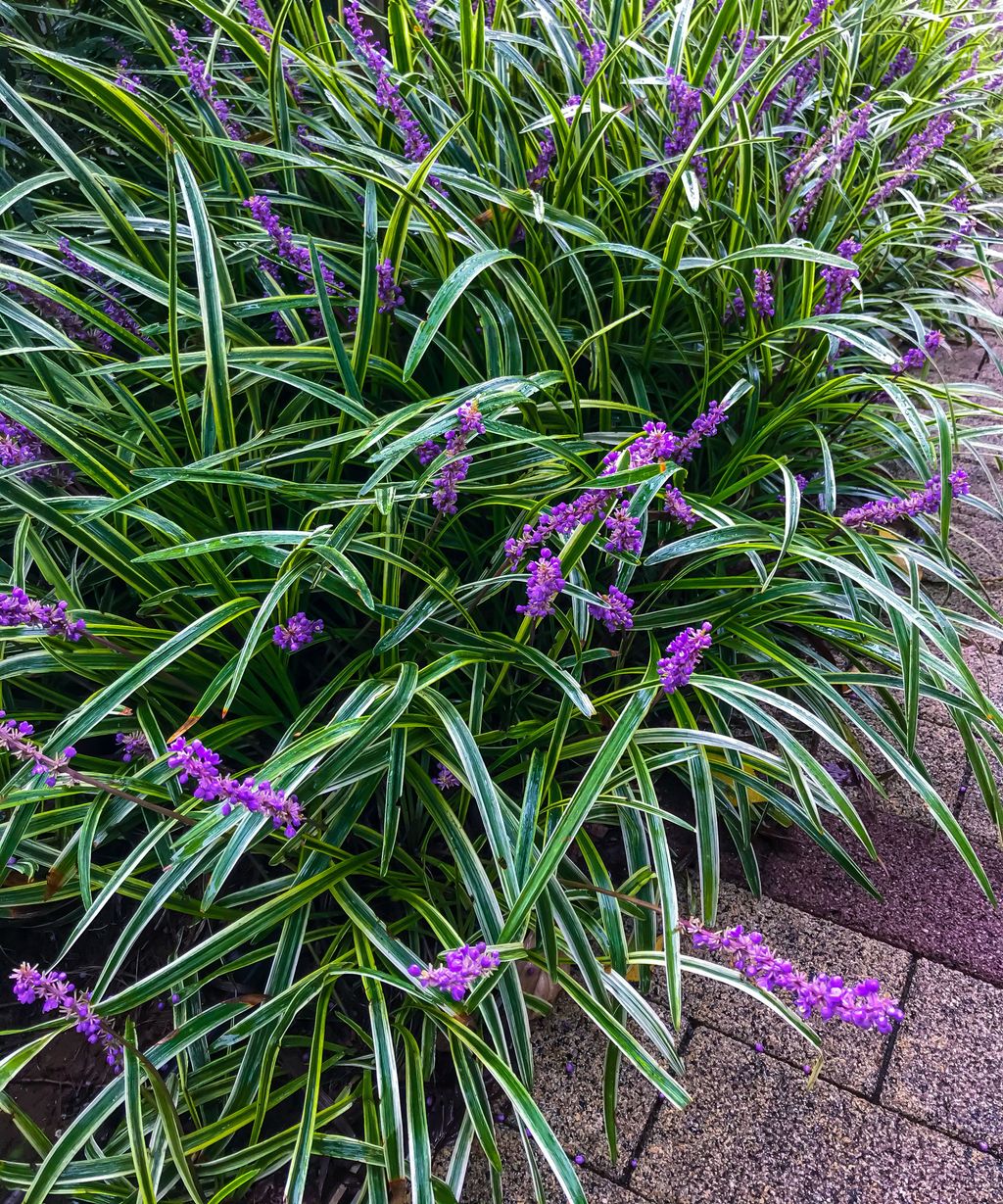 Front yard path planting – | Livingetc