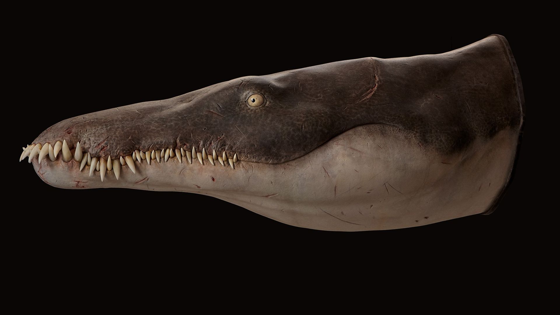 Jurassic pliosaur 'megapredator' was a giant 'sea murderer' | Live Science